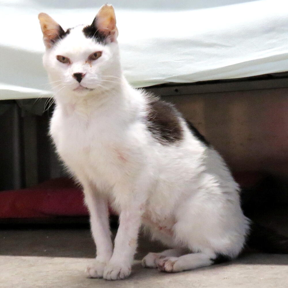 Mondo Gatto - Associazione di promozione sociale