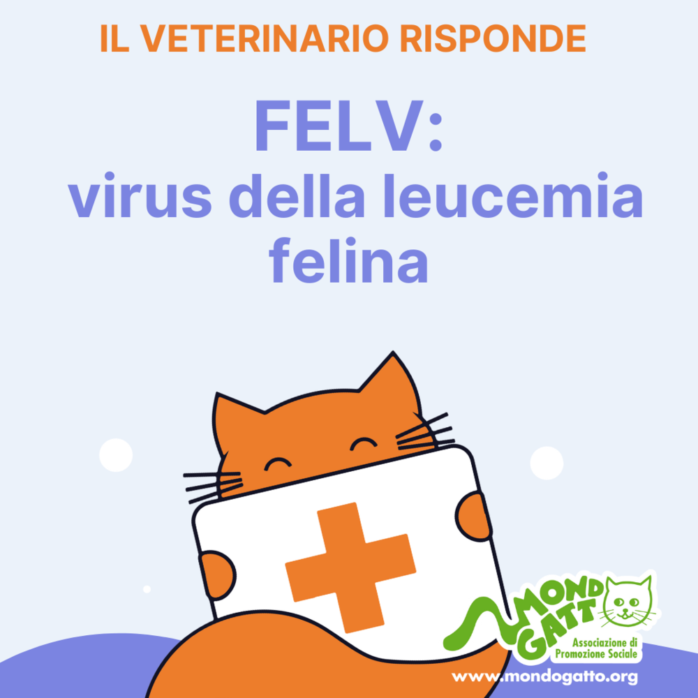 Mondo Gatto - Faq: FELV? Virus della leucemia felina