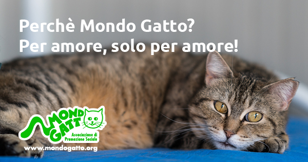 Mondo Gatto - Gatti da adottare